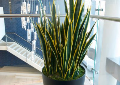 Silk Office Plants and Silk Flowers for Businesses | Chicago & Suburbs