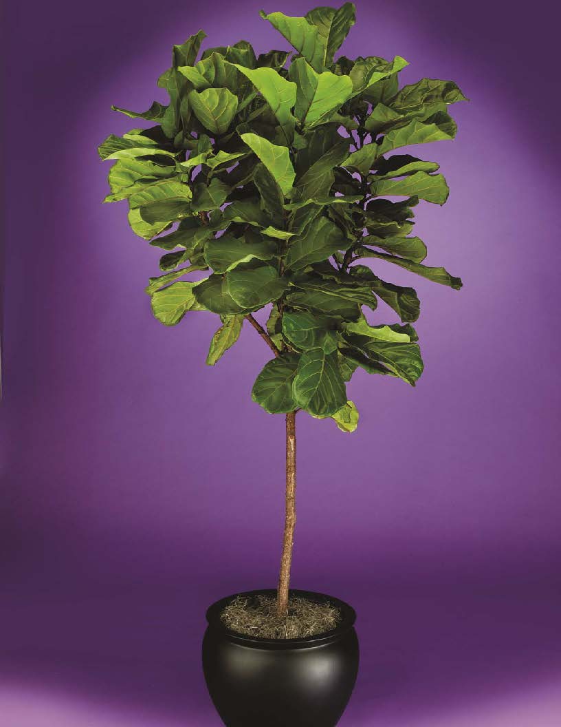 Find the right office plant with our plant brochure | Phillip's ...