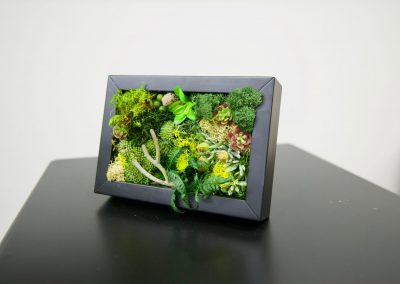 Moss Walls | Phillip's Interior Plants & Displays, Chicago IL