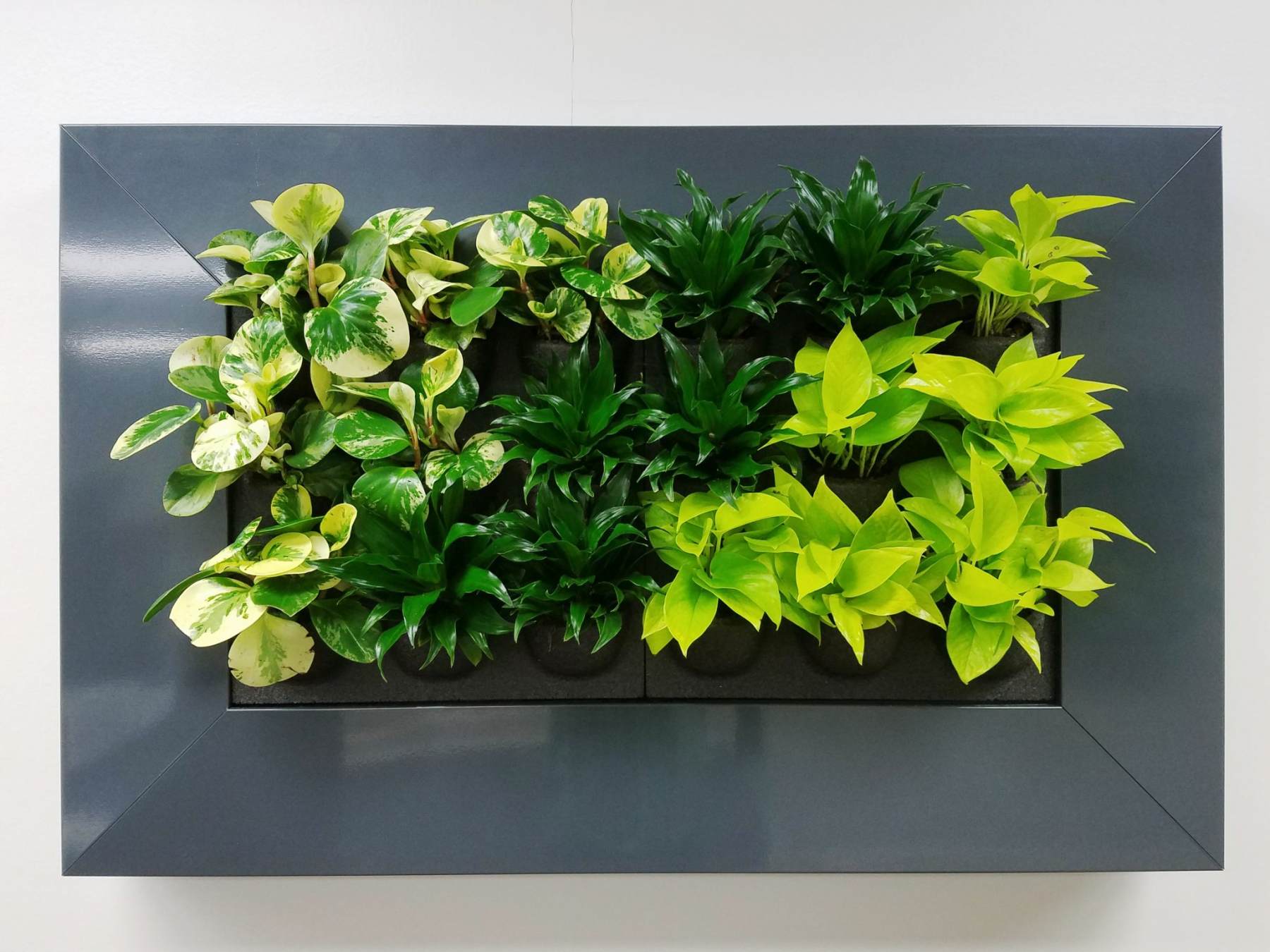 Green Walls - Design, Installation & Maintenance | Chicago & Suburbs
