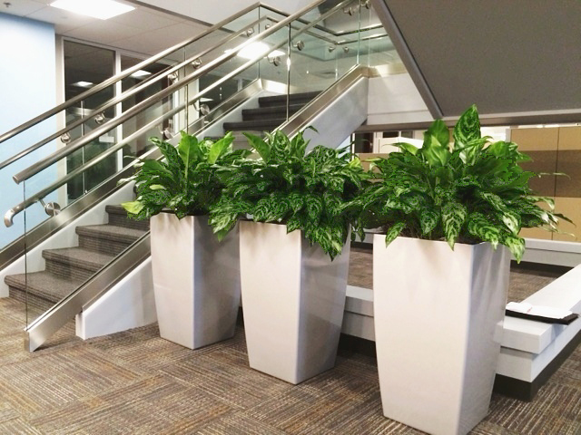 Container options for your office plant displays | Phillip's Interior ...