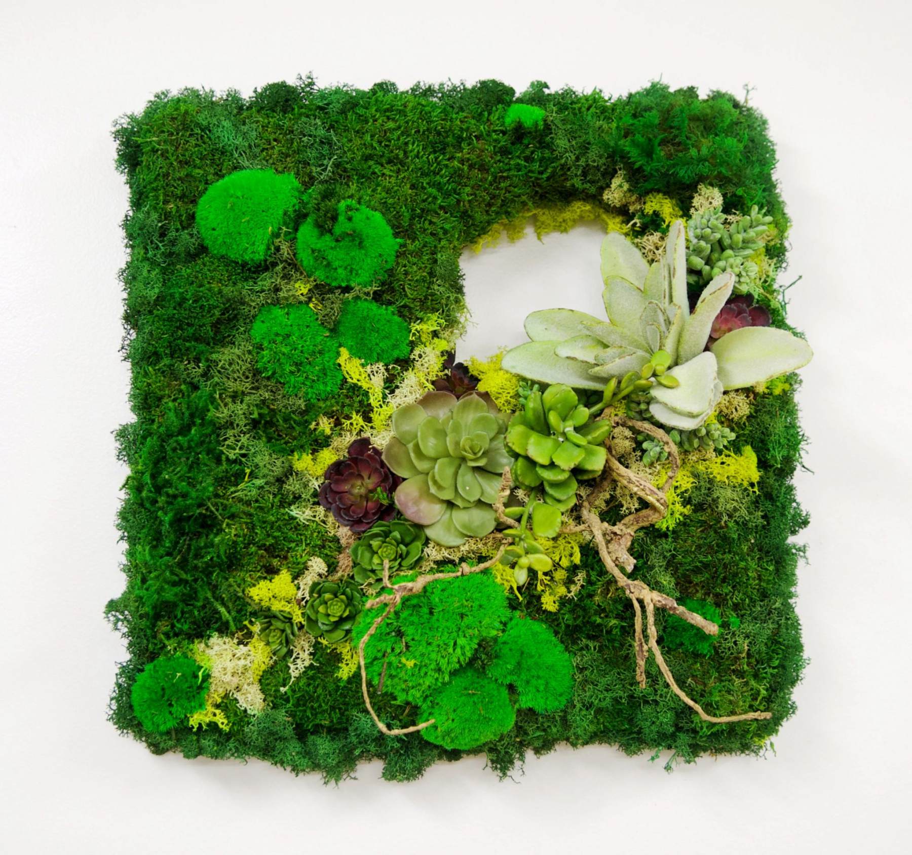 Moss Walls | Phillip's Interior Plants & Displays, Chicago IL