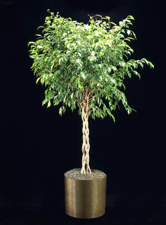 Find the right office plant with our plant brochure | Phillip's ...