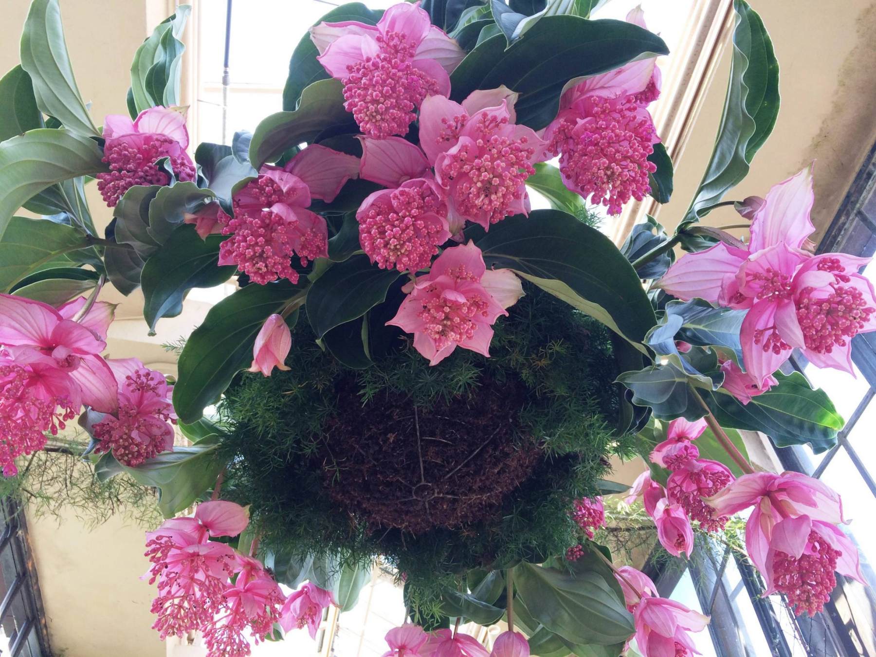 Interior Plantscape Symposium 2016 | Phillip's Interior Plants & Displays