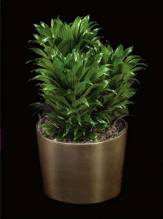Find the right office plant with our plant brochure | Phillip's ...