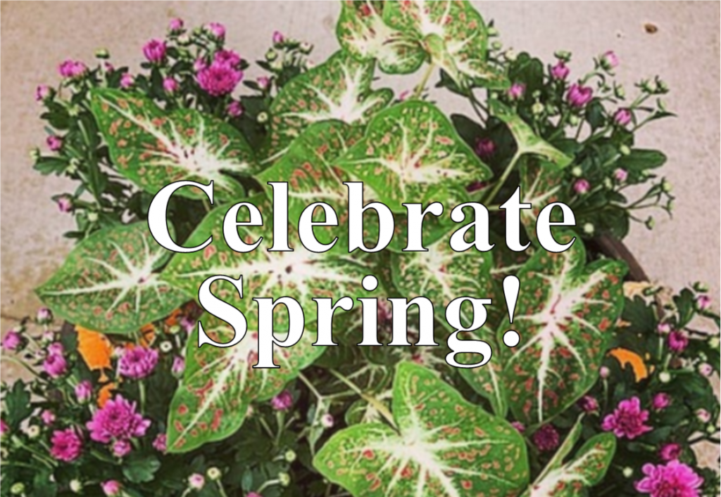 Blog | Phillip's Interior Plants & Displays