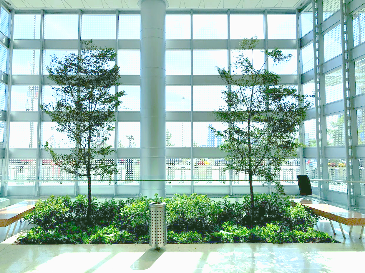 Interior Landscaping Benefits |Phillip's Interior Plants