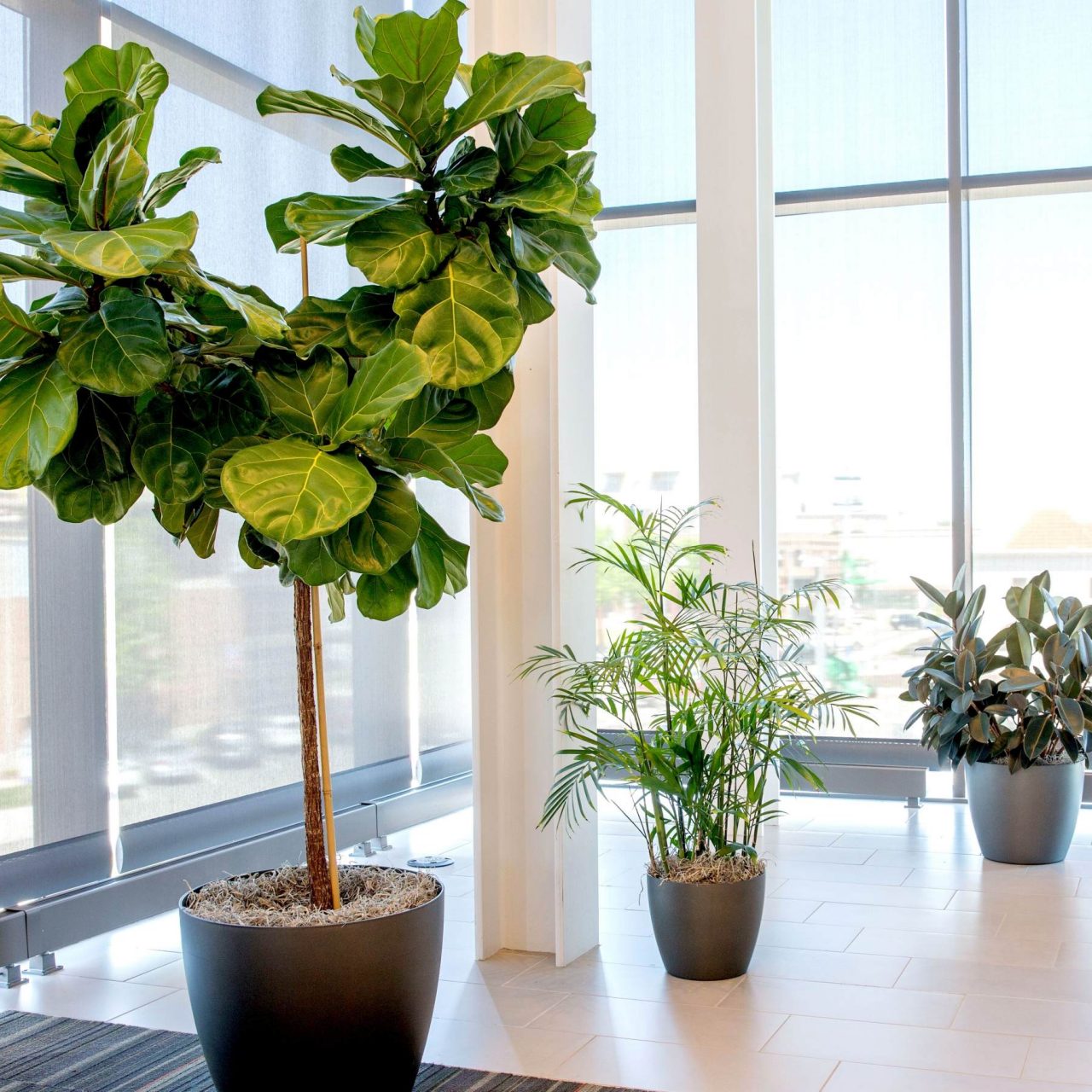 Interior Plant Service | Phillip's Interior Plants & Displays - Chicago, IL