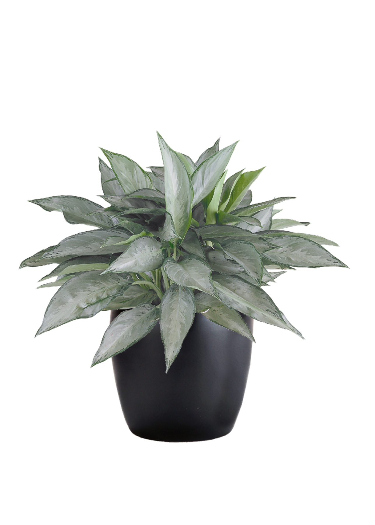 Aglaonema Silverado 20 Types Of Aglaonema Garden And Plant Care