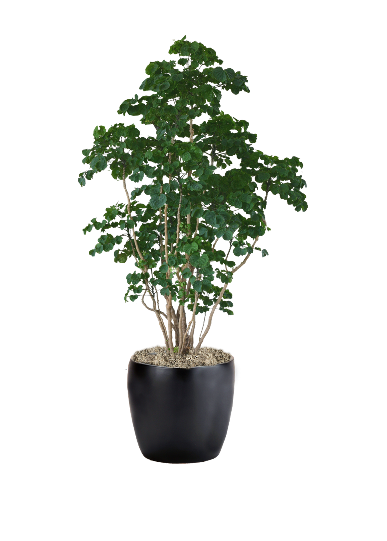 Aralia Chicken Gizzard | Phillip's Interior Plants & Displays