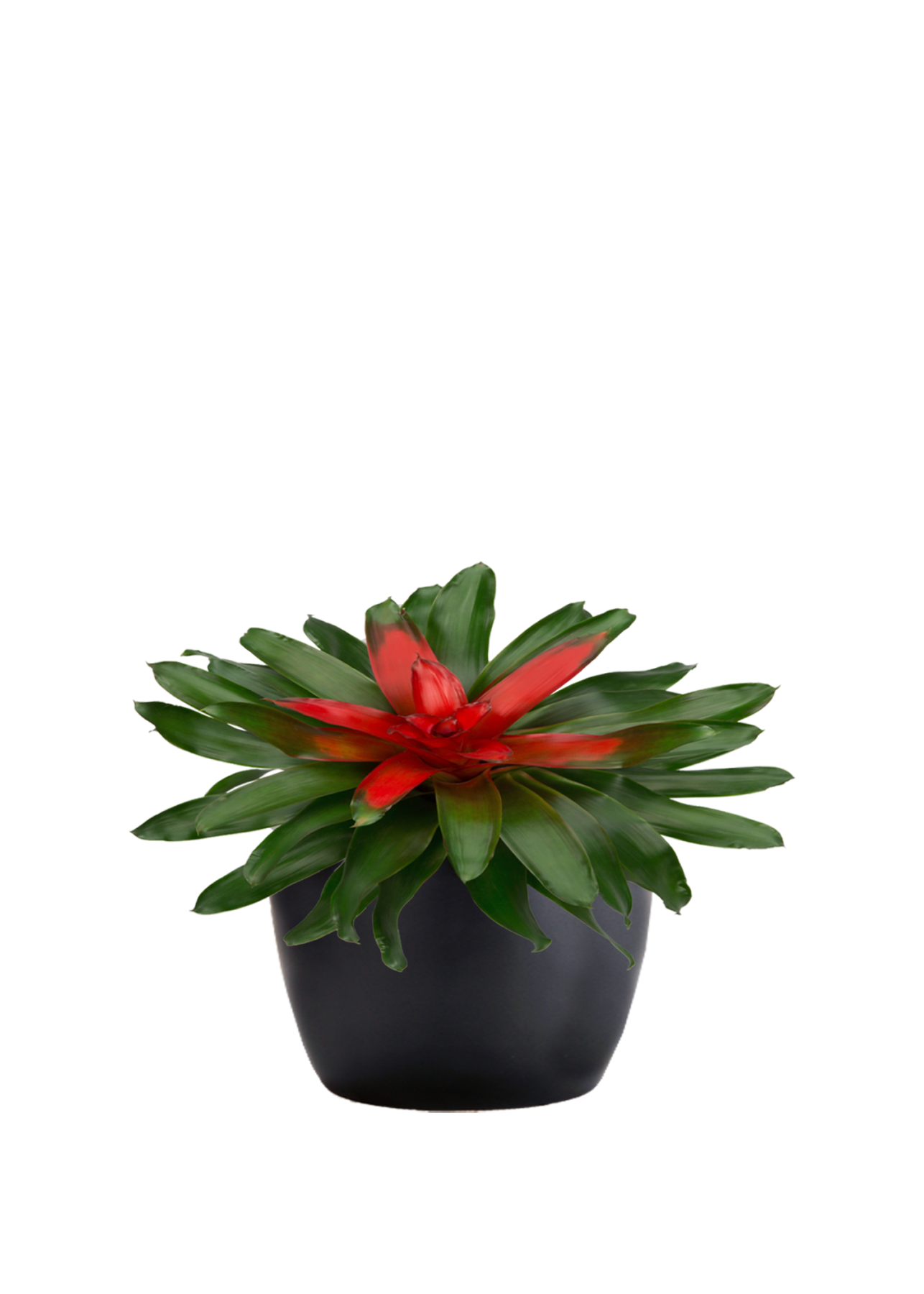 Bromeliad Neoregelia | Phillip's Interior Plants & Displays