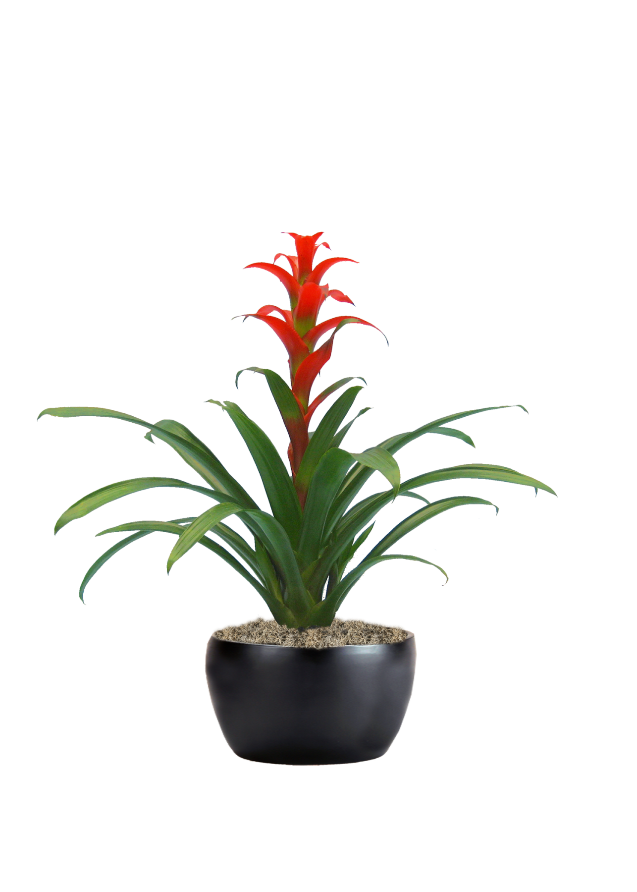 Bromeliad Guzmania Rana | Phillip's Interior Plants & Displays