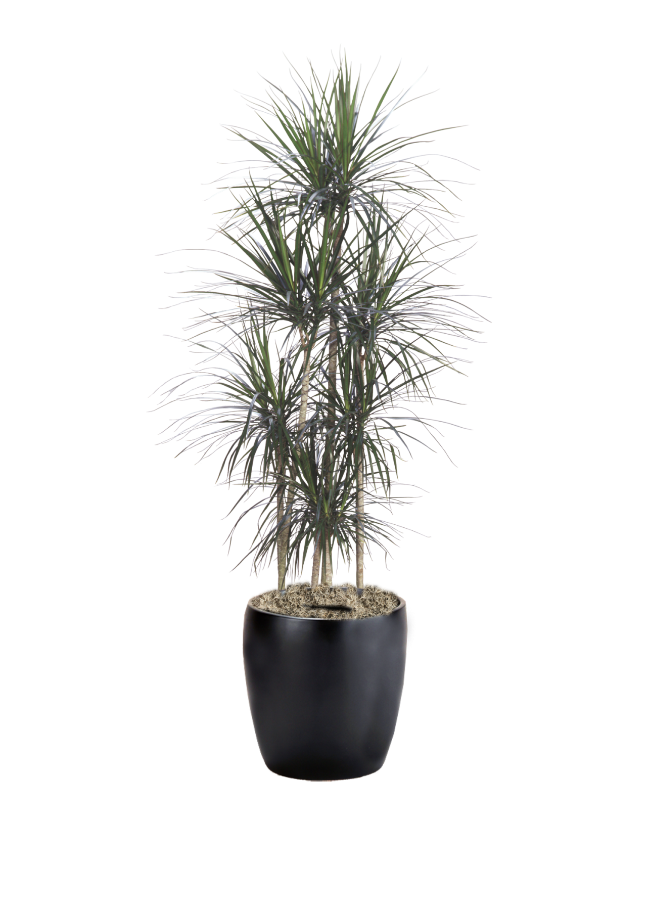 Dracaena Marginata Straight | Phillip's Interior Plants & Displays