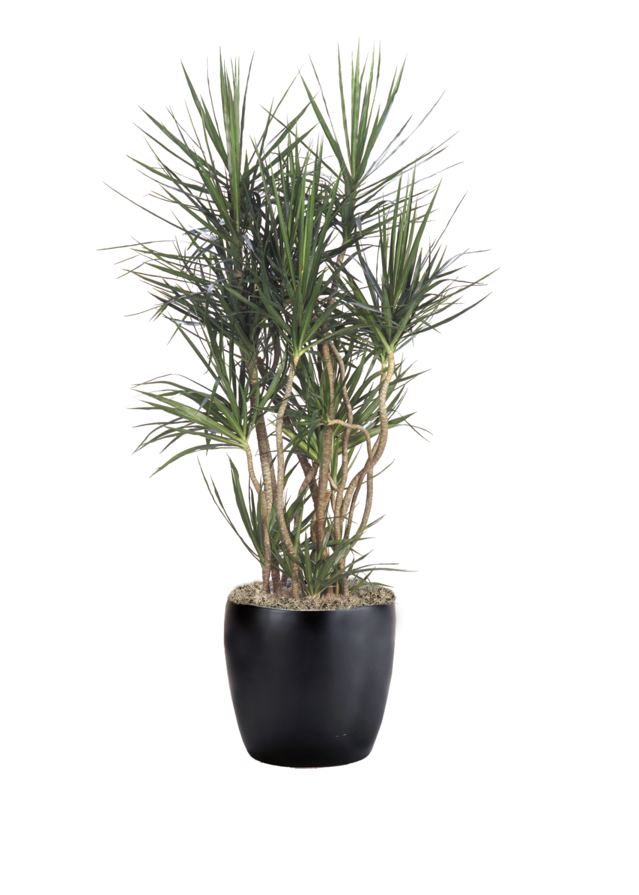Dracaena Marginata Character | Phillip's Interior Plants & Displays