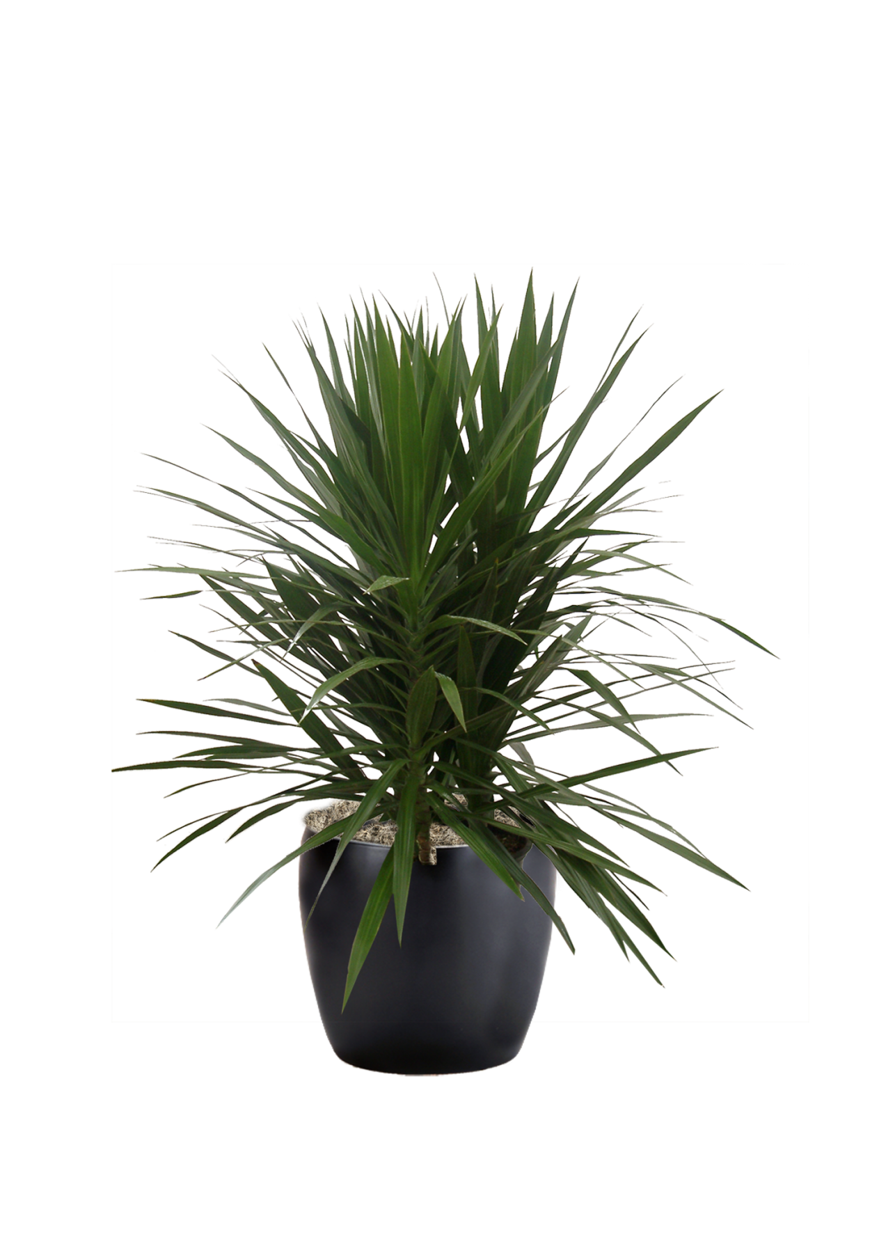 Dracaena Marginata Tarzan | Phillip's Interior Plants & Displays