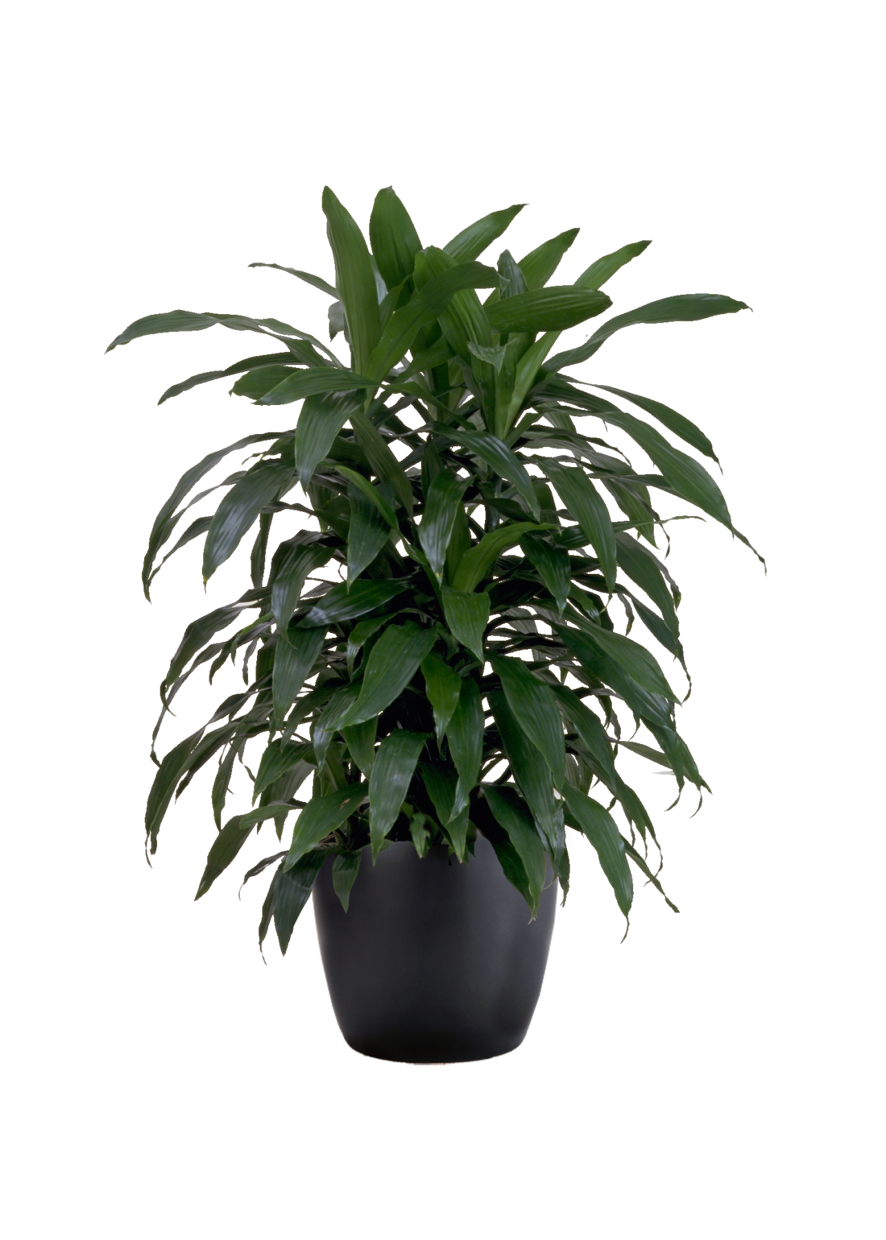 Dracaena Janet Craig Cane | Phillip's Interior Plants & Displays