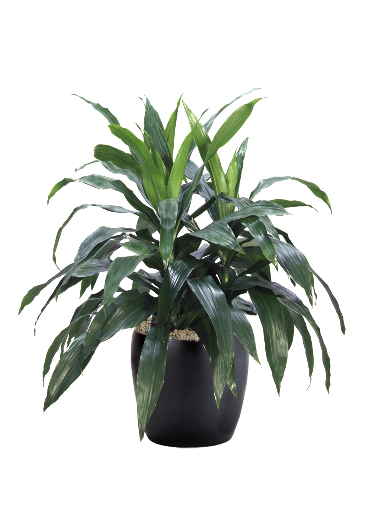 Dracaena Janet Craig Bush | Phillip's Interior Plants & Displays