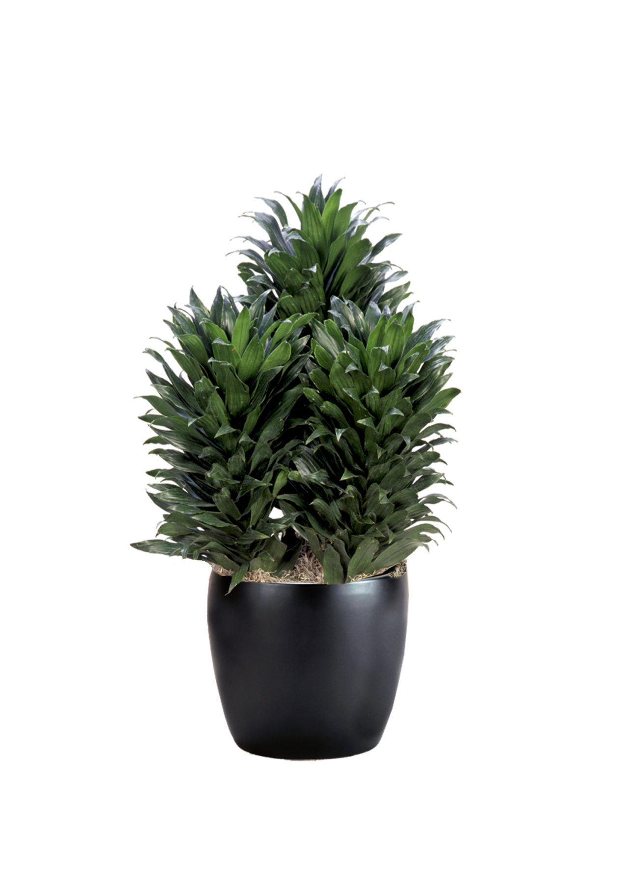 Dracaena Compacta Bush | Phillip's Interior Plants & Displays