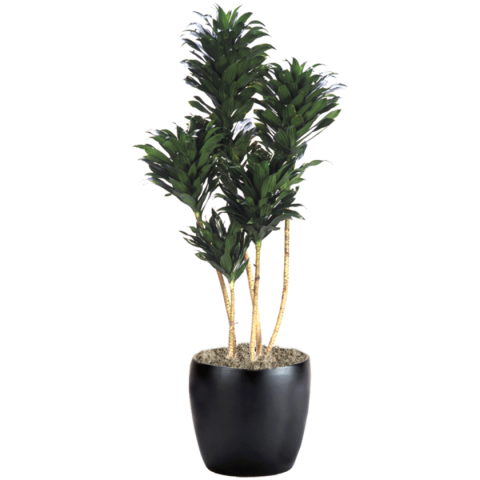 Dracaena Compacta Cane | Phillip's Interior Plants & Displays
