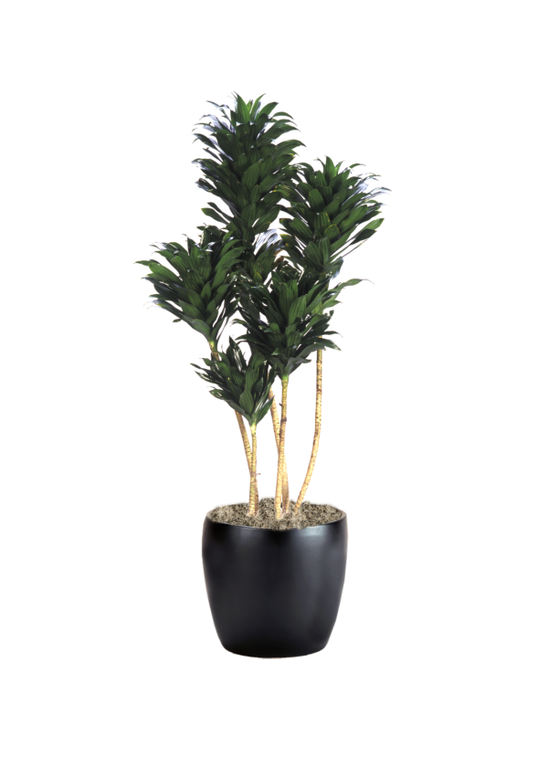 Dracaena Compacta Cane | Phillip's Interior Plants & Displays