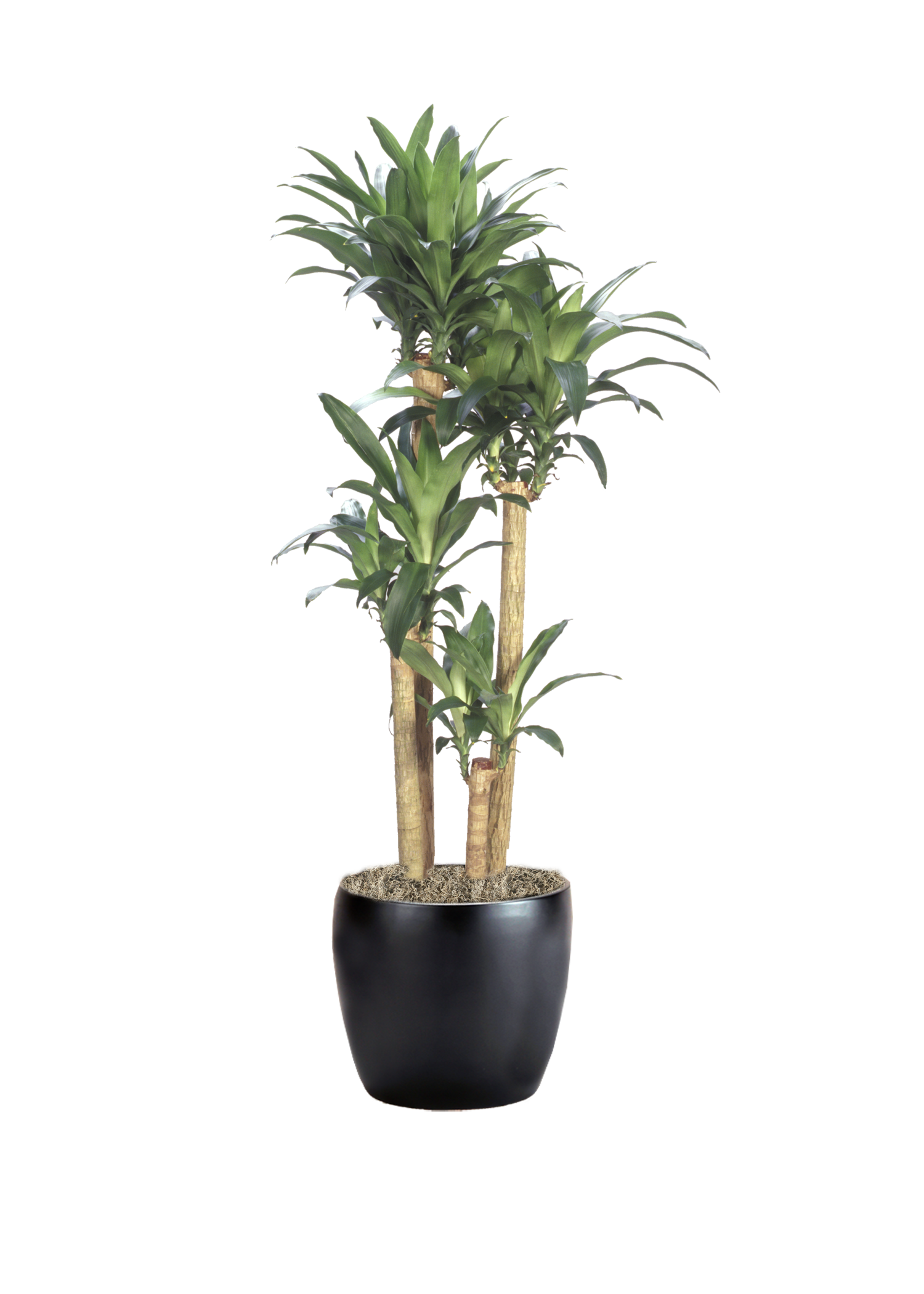 Dracaena Massangeana Cane | Phillip's Interior Plants & Displays