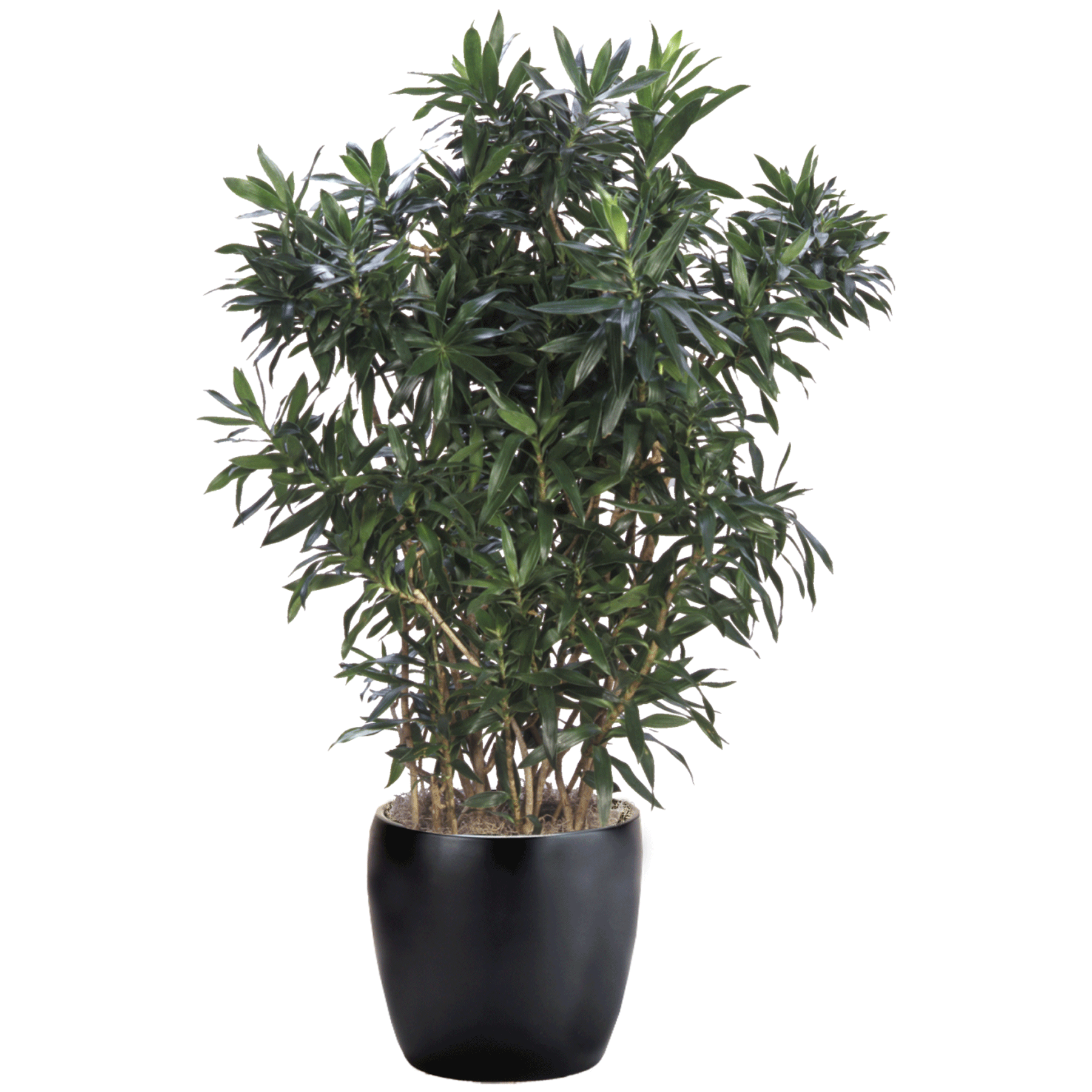 Dracaena Reflexa | Phillip's Interior Plants & Displays