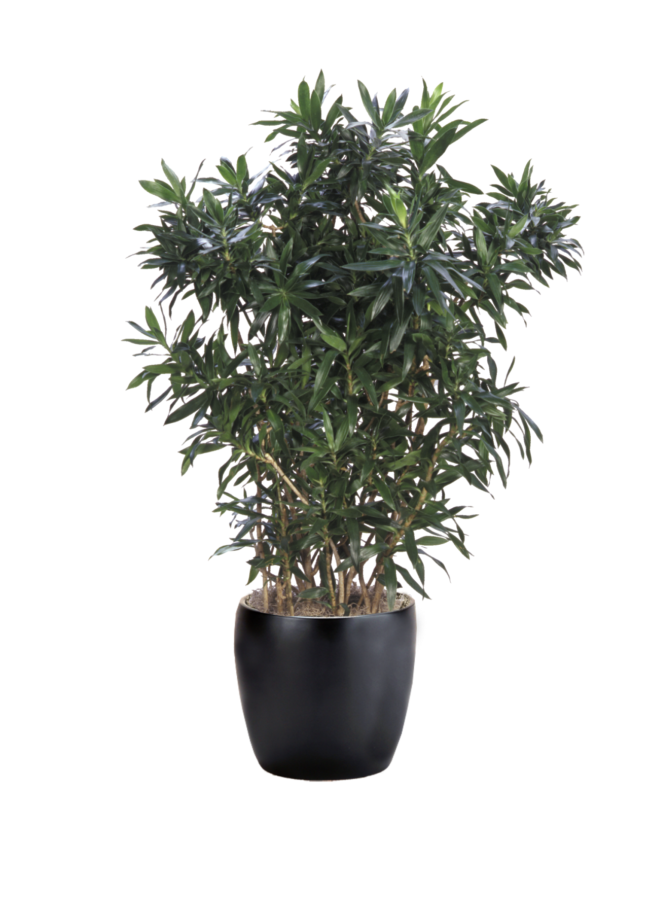 Dracaena Reflexa | Phillip's Interior Plants & Displays