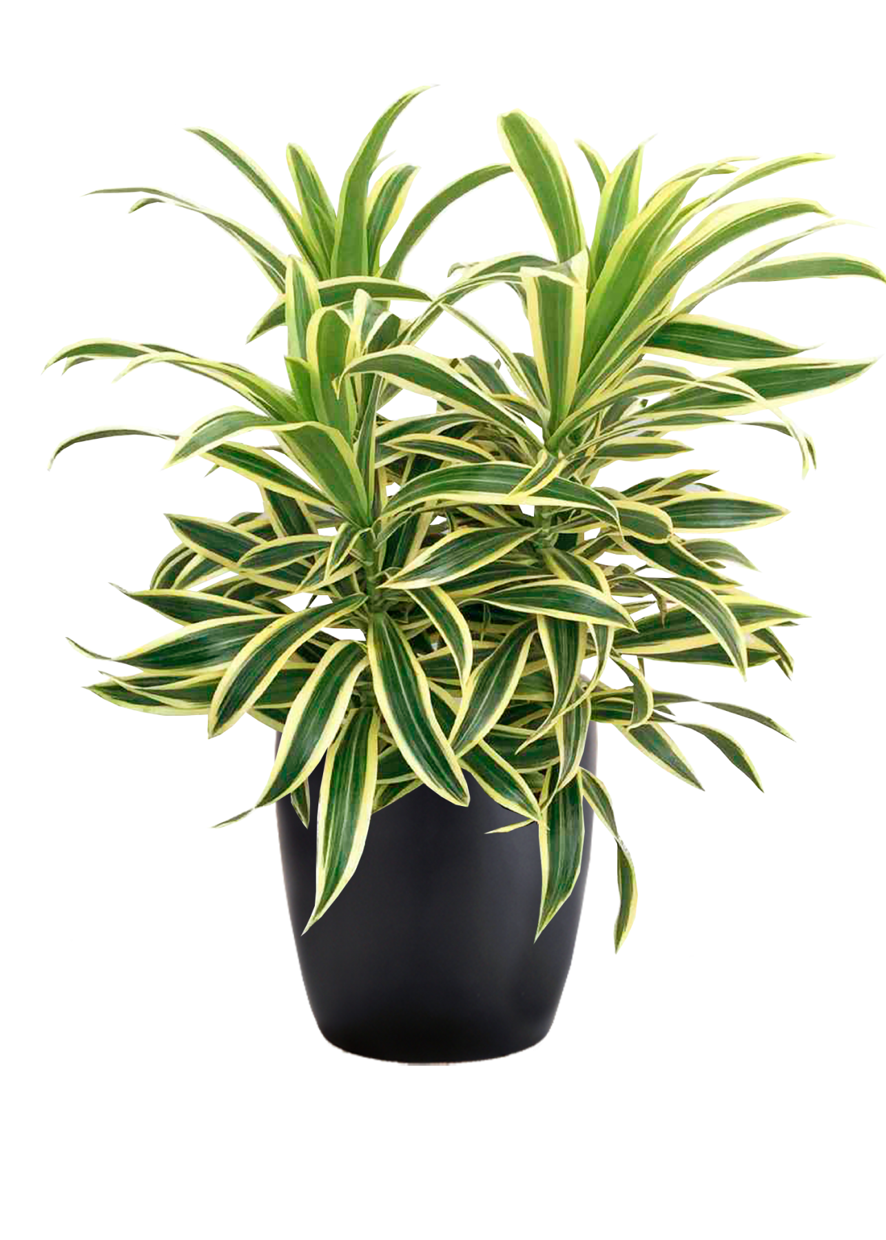 Dracaena Reflexa Song of India | Phillip's Interior Plants & Displays