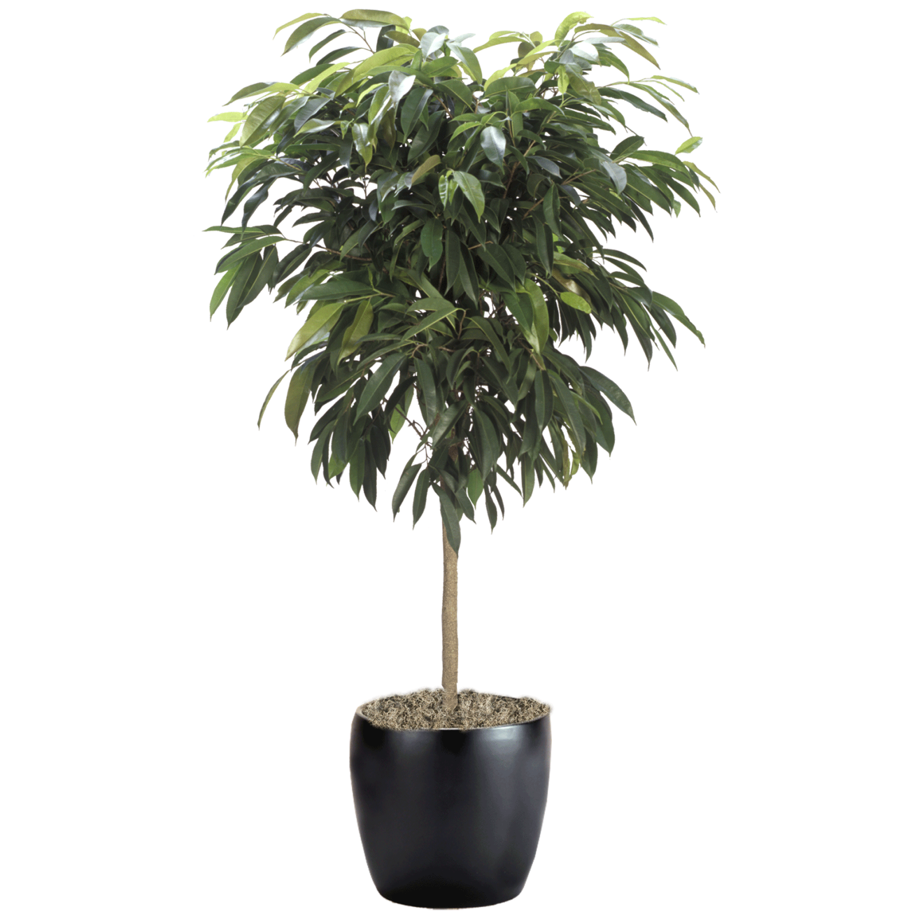 Ficus Amstel King | Phillip's Interior Plants & Displays