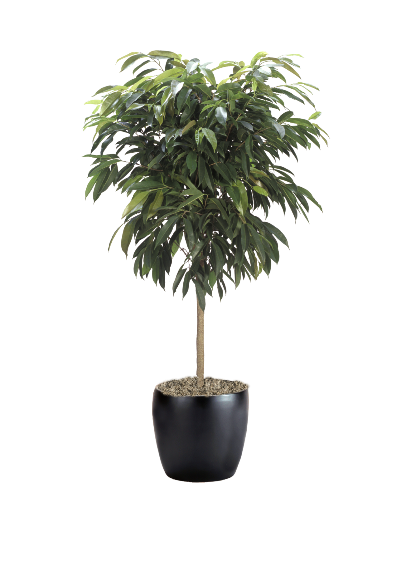 Ficus Amstel King | Phillip's Interior Plants & Displays