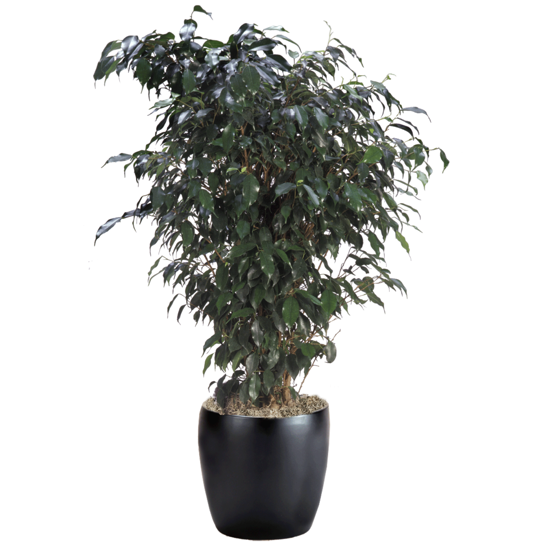 Ficus Benjamina Midnight | Phillip's Interior Plants & Displays