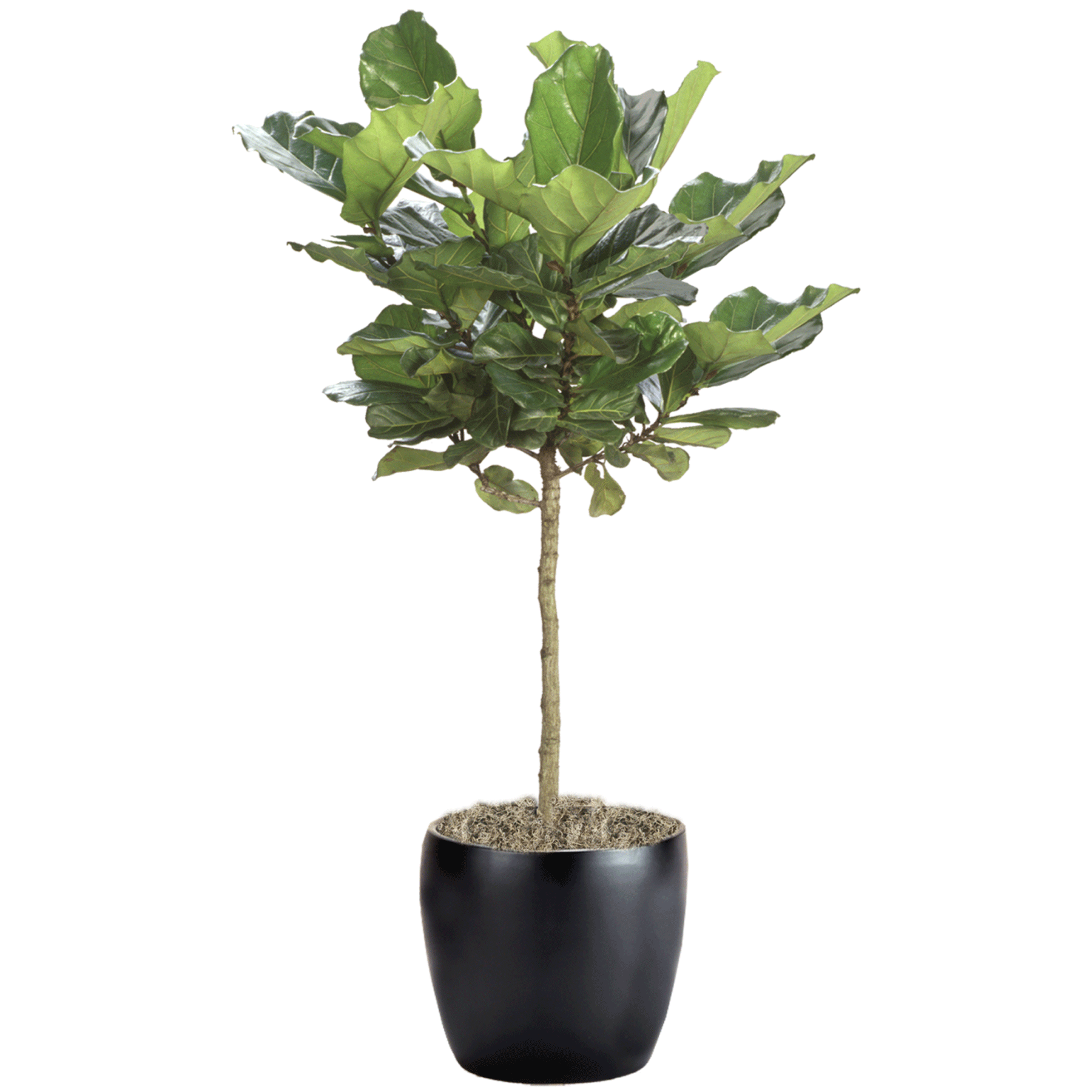 Ficus Lyrata | Phillip's Interior Plants & Displays