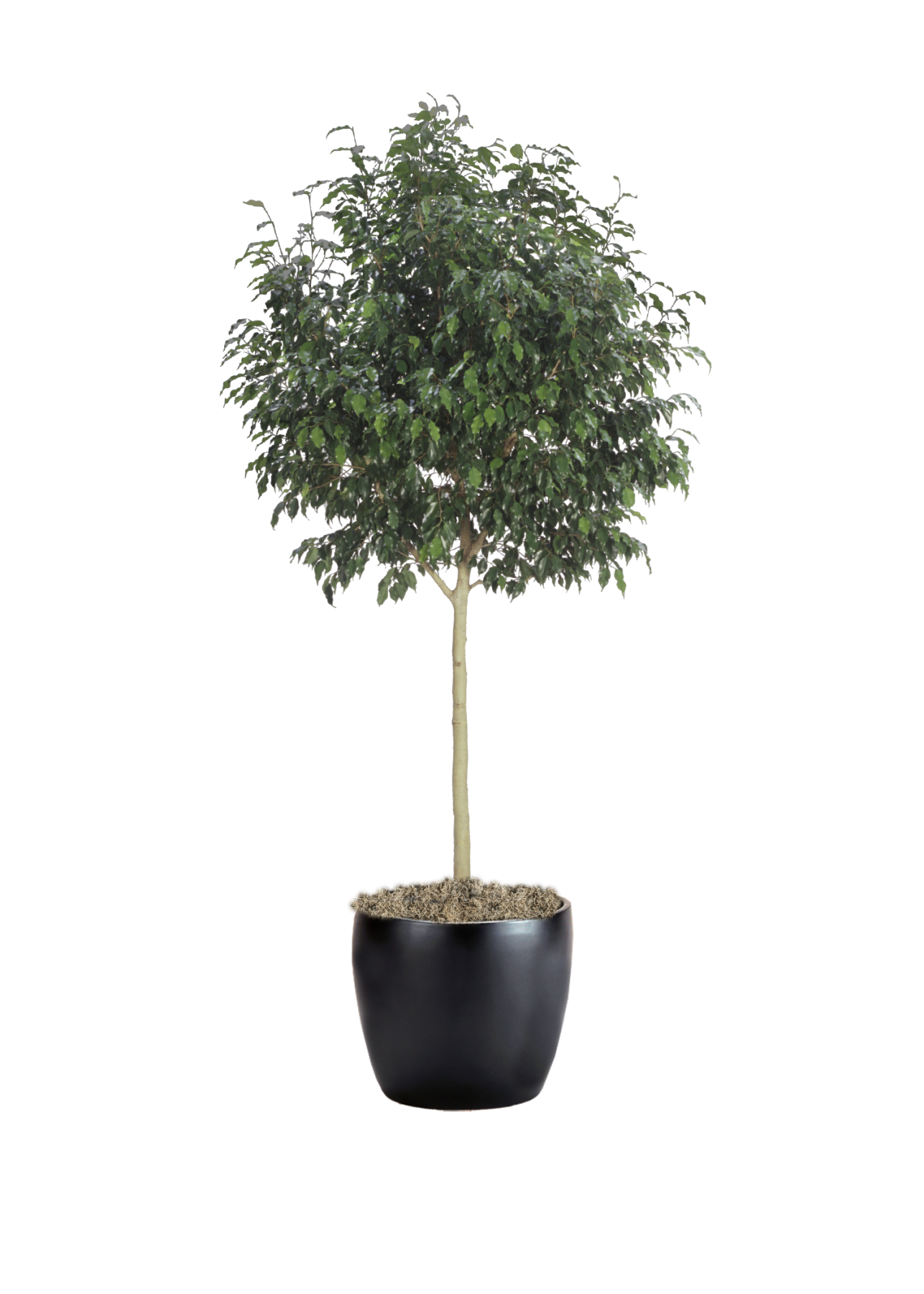 Ficus Benjamina Monique | Phillip's Interior Plants & Displays