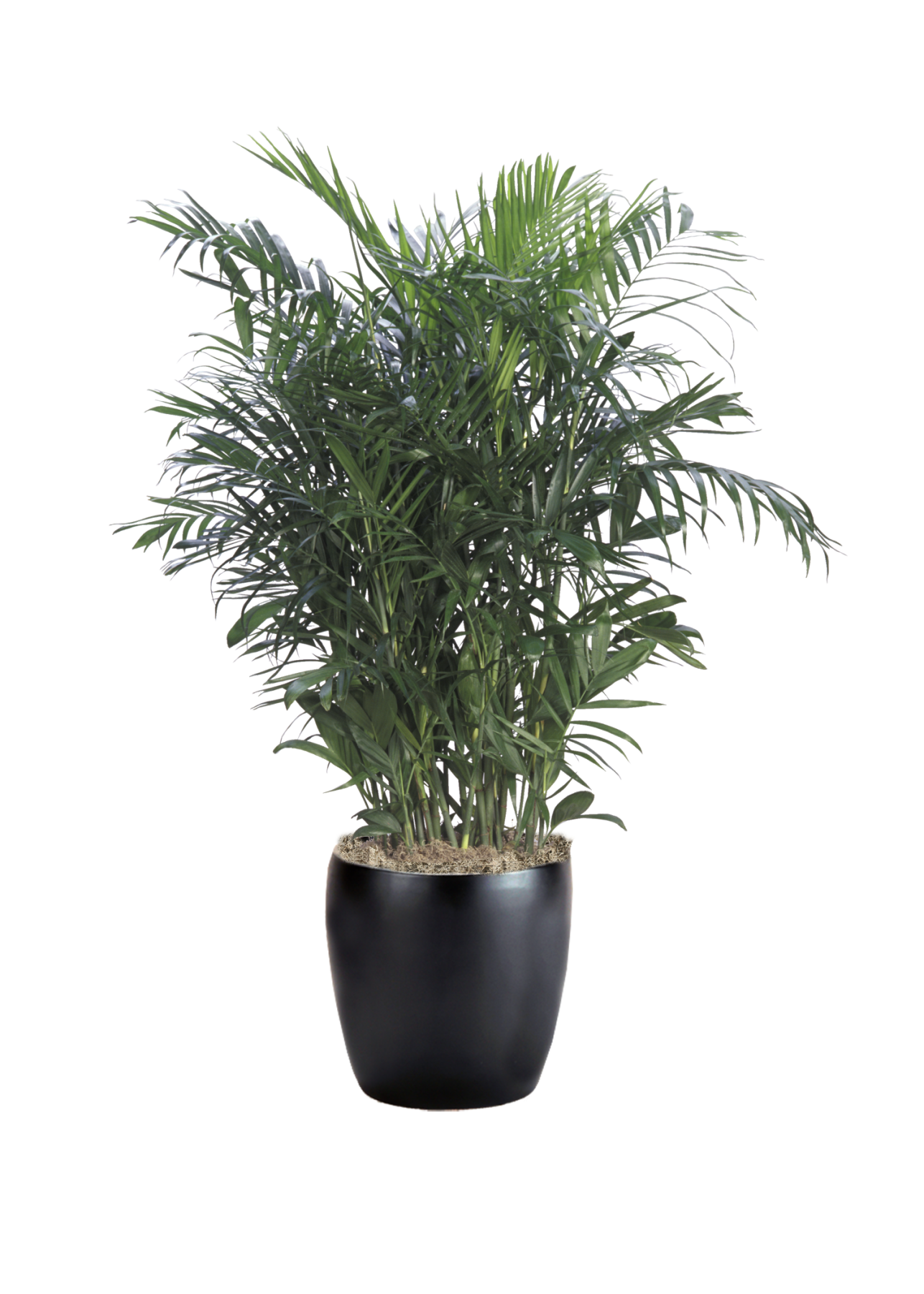 Palm Bamboo | Phillip's Interior Plants & Displays