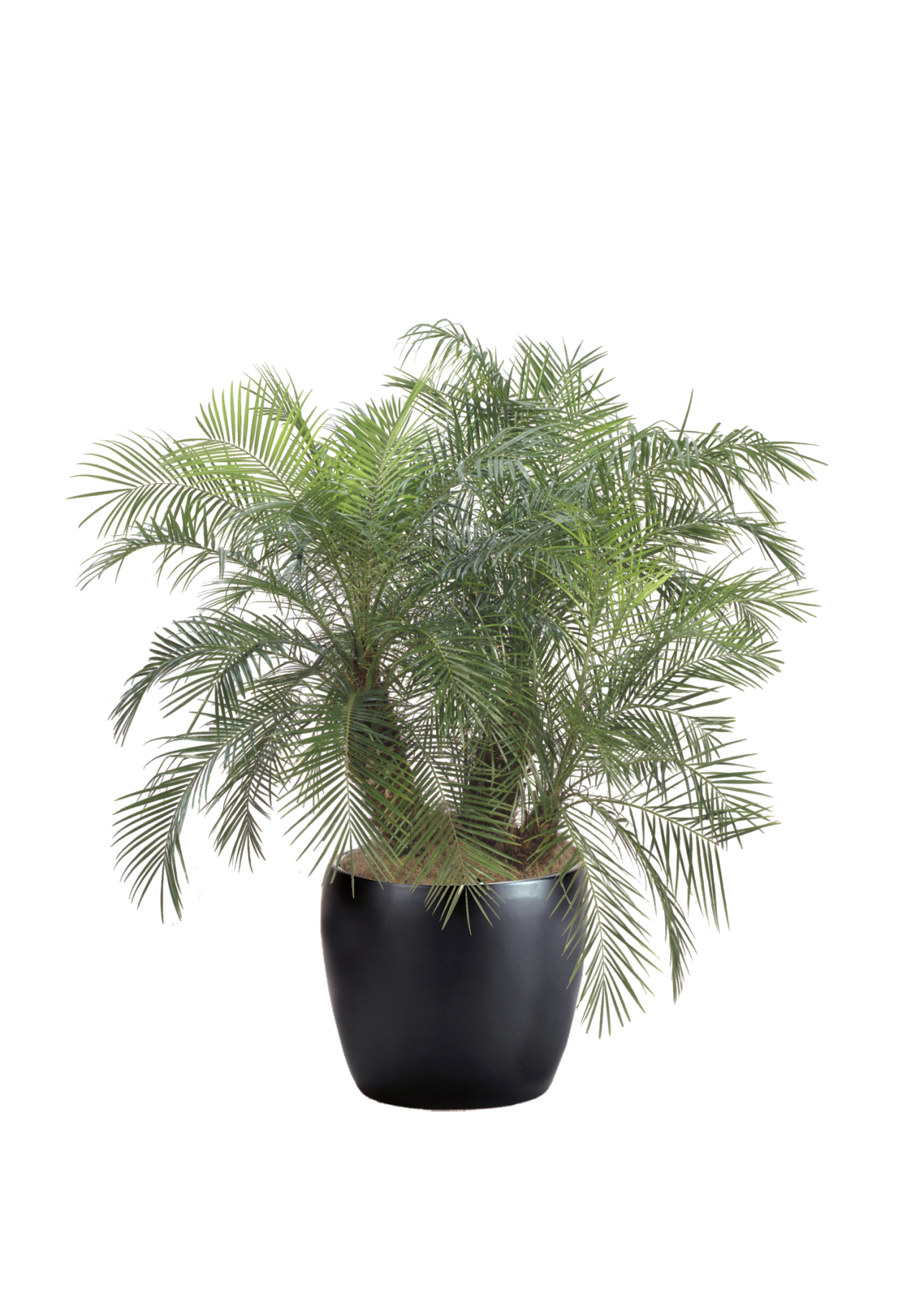 Palm Robellini | Phillip's Interior Plants & Displays