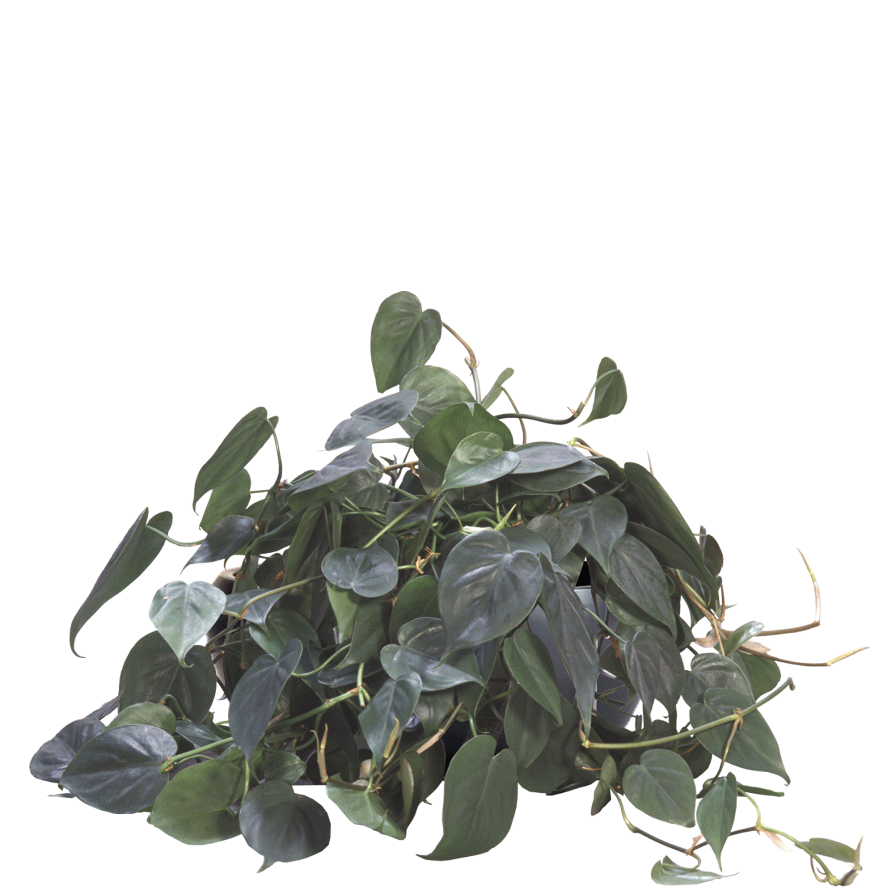 Philodendron Heartleaf | Phillip's Interior Plants & Displays