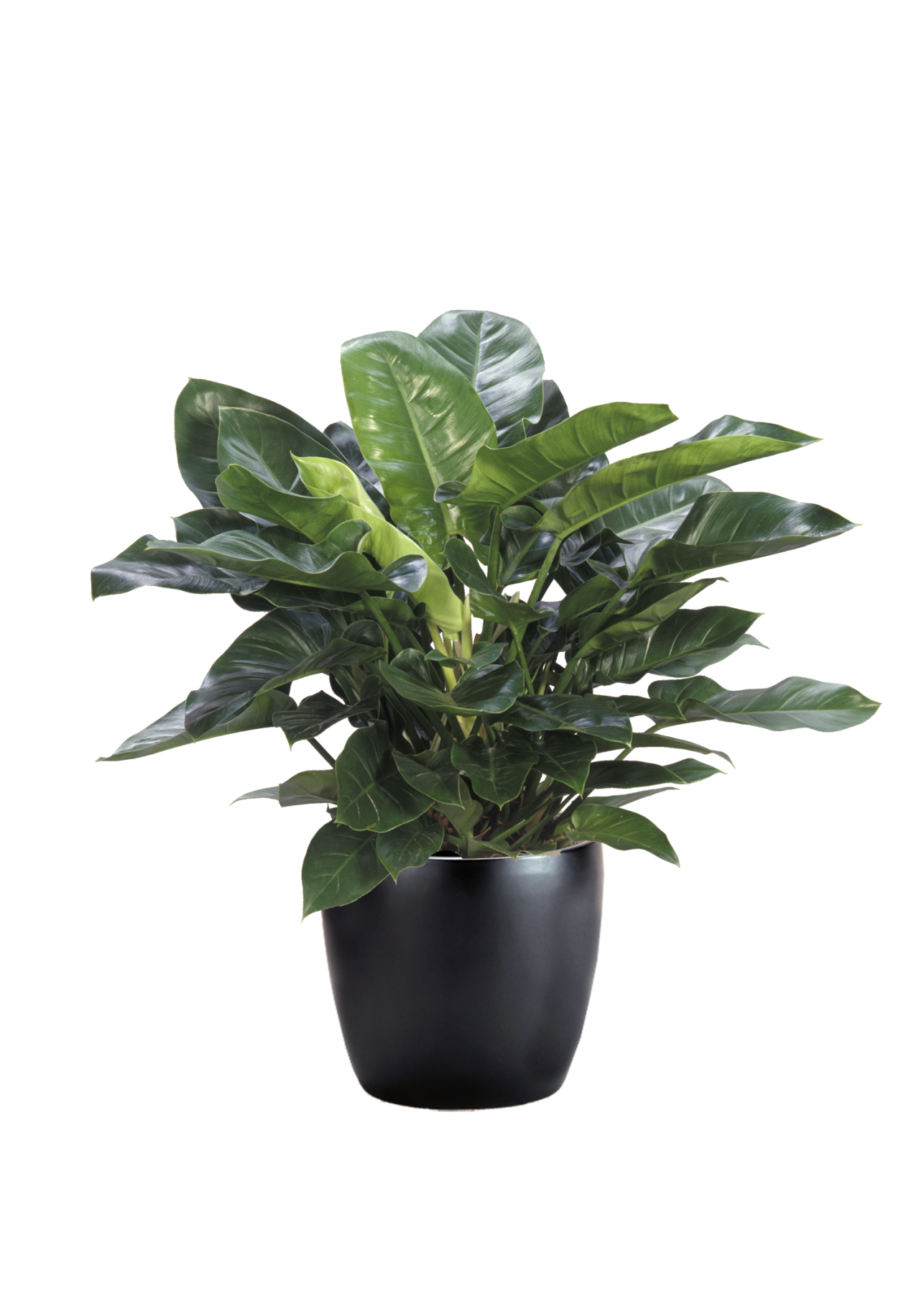 Philodendron Imperial Green | Phillip's Interior Plants & Displays
