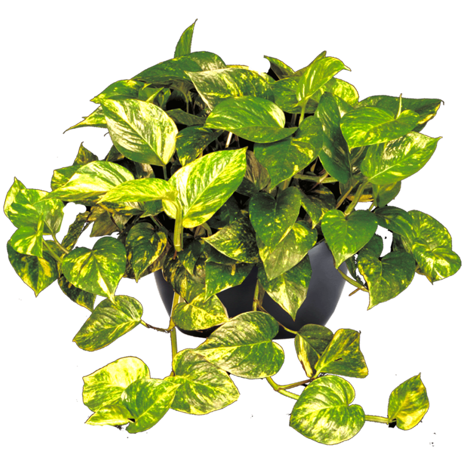 Pothos Golden | Phillip's Interior Plants & Displays