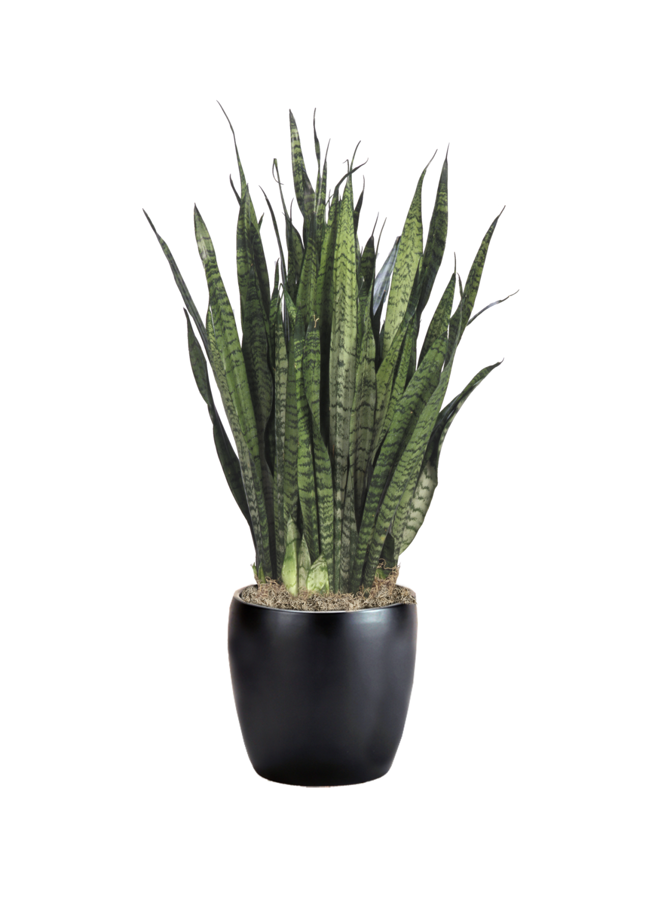 Sansevieria Zeylanica | Phillip's Interior Plants & Displays