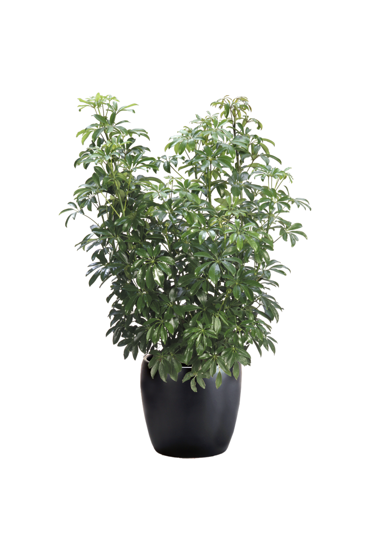 Schefflera Arboricola Bush | Phillip's Interior Plants & Displays