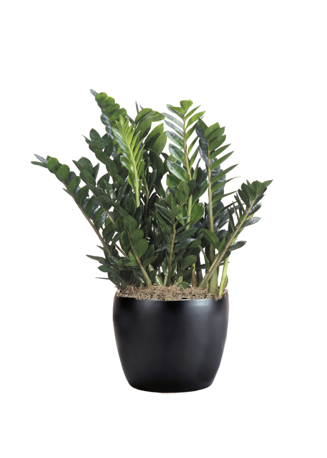 ZZ Plant | Phillip's Interior Plants & Displays